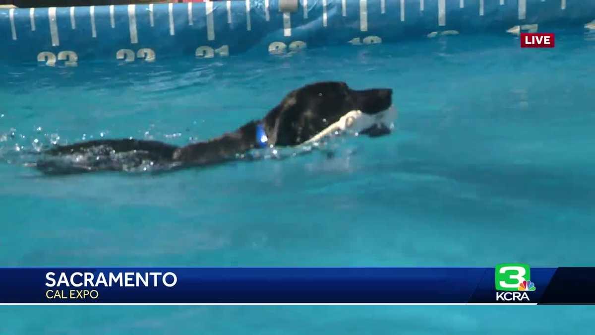 Splash dog competition open for rescue dogs
