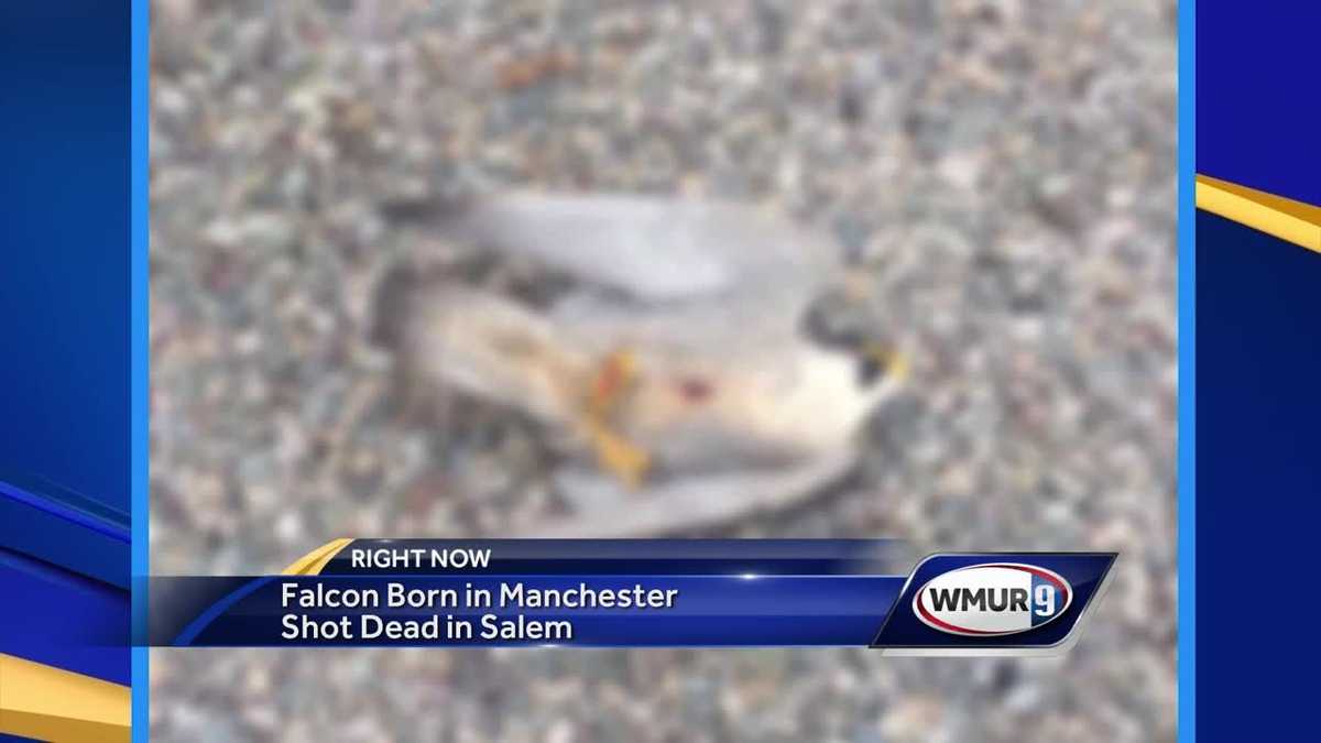 Police investigate after peregrine falcon shot