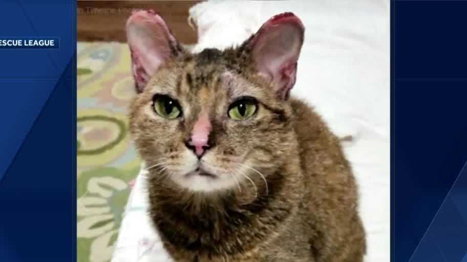 Cat treated for severe burns given foster home