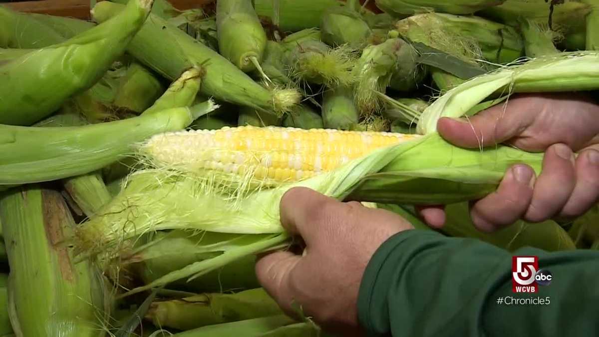 Touring Sauchuk and Volente farm's corn crop