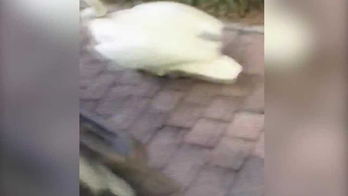 Orlando police release officer’s video of swan chase
