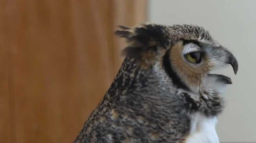 Fontenelle Forest rehabilitates endangered raptor birds