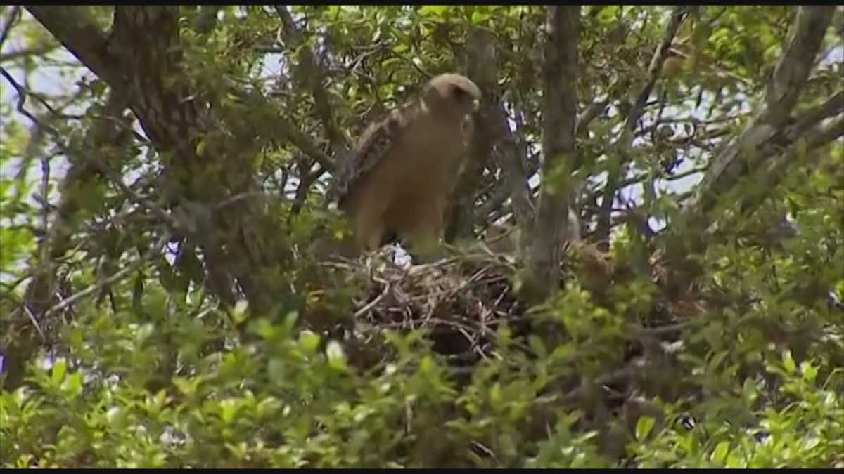 Hawks attacking people outside Florida library