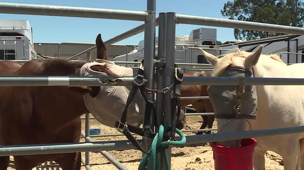 Salinas saddles up for the California Rodeo Salinas with a week of ...
