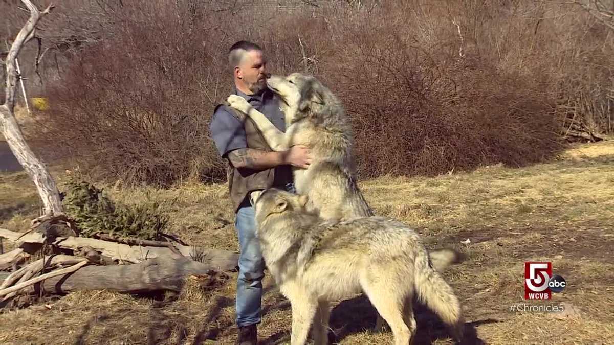 Visiting a sanctuary for wolves in Ipswich and rescuing exotic animals ...