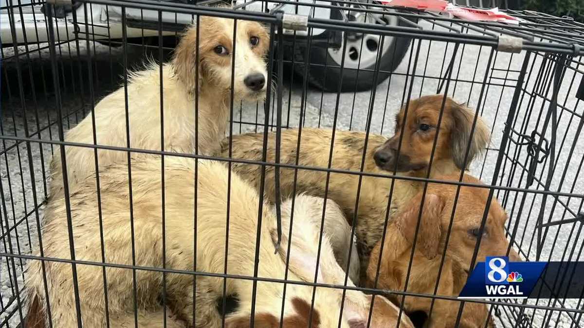PSPCA: More than 170 dogs rescued from Pa. property