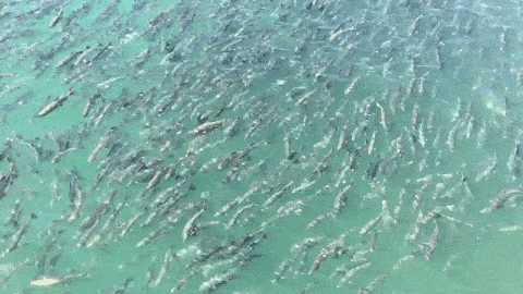 Footage captures thousands of salmon returning to spawning grounds