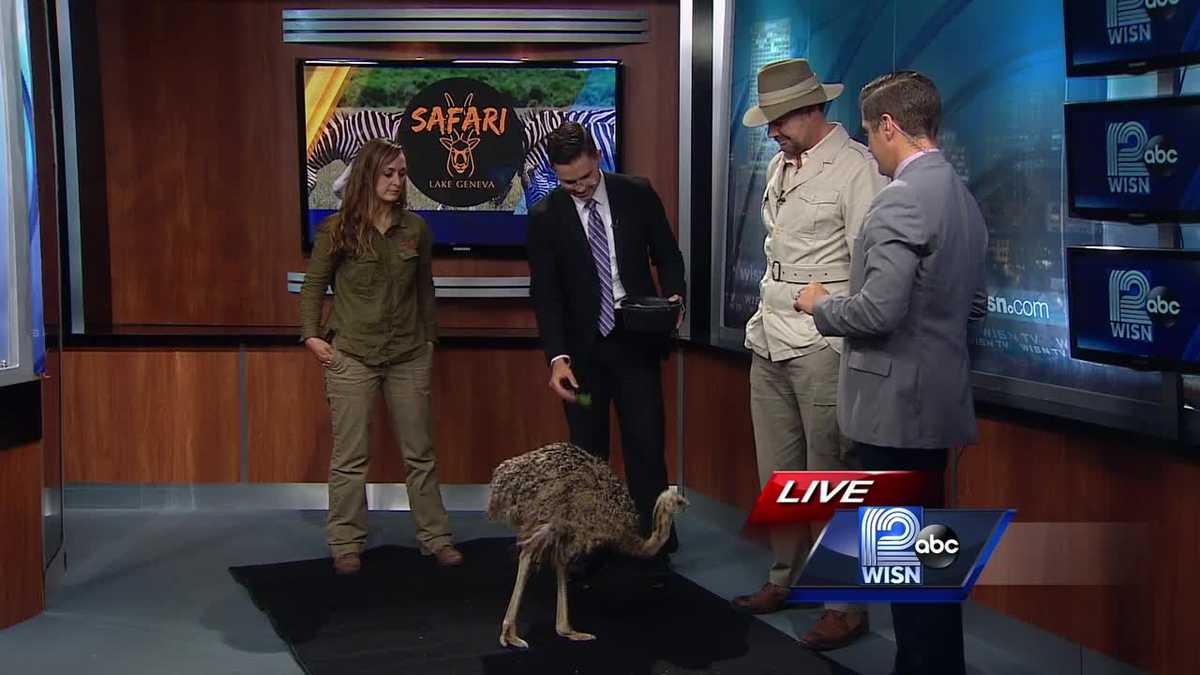 Celebrate World Animal Month at Safari Lake Geneva
