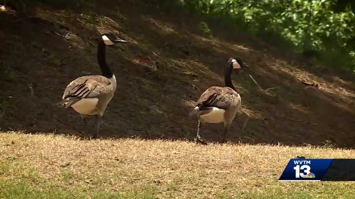 State wildlife officials investigating report about treatment of geese