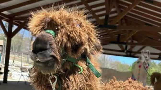Anniston nonprofit owner begs for the safe return of a stolen alpaca ...