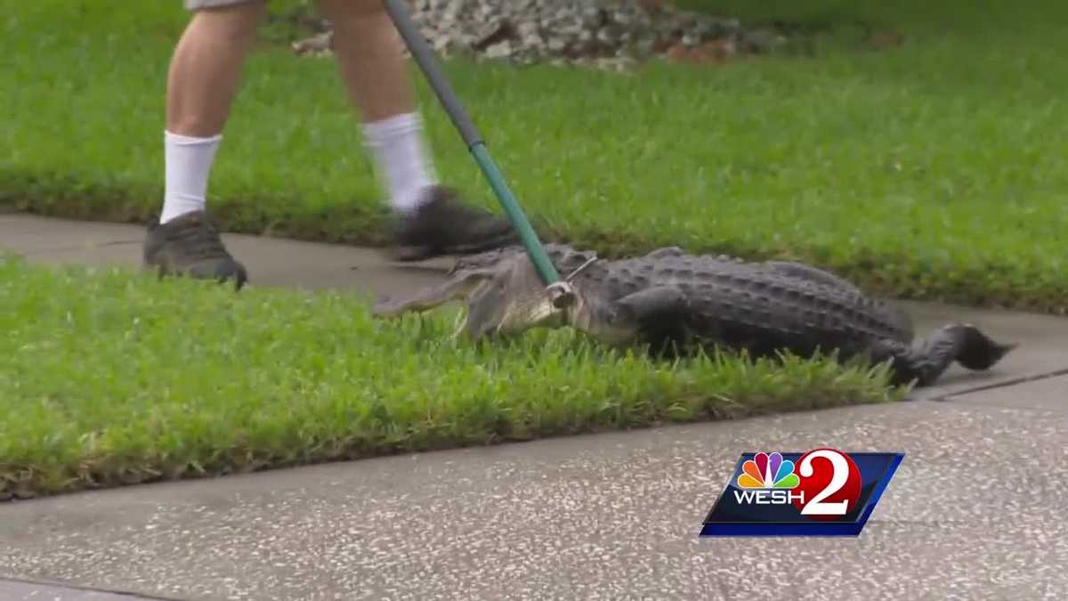 Gator at doorstep frightens homeowner, neighbors