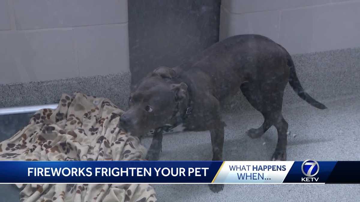 What happens when fireworks frighten your pet