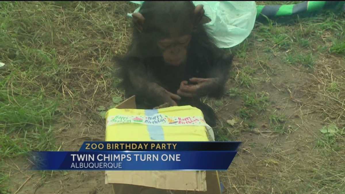 Twin chimps celebrate first birthday at BioPark