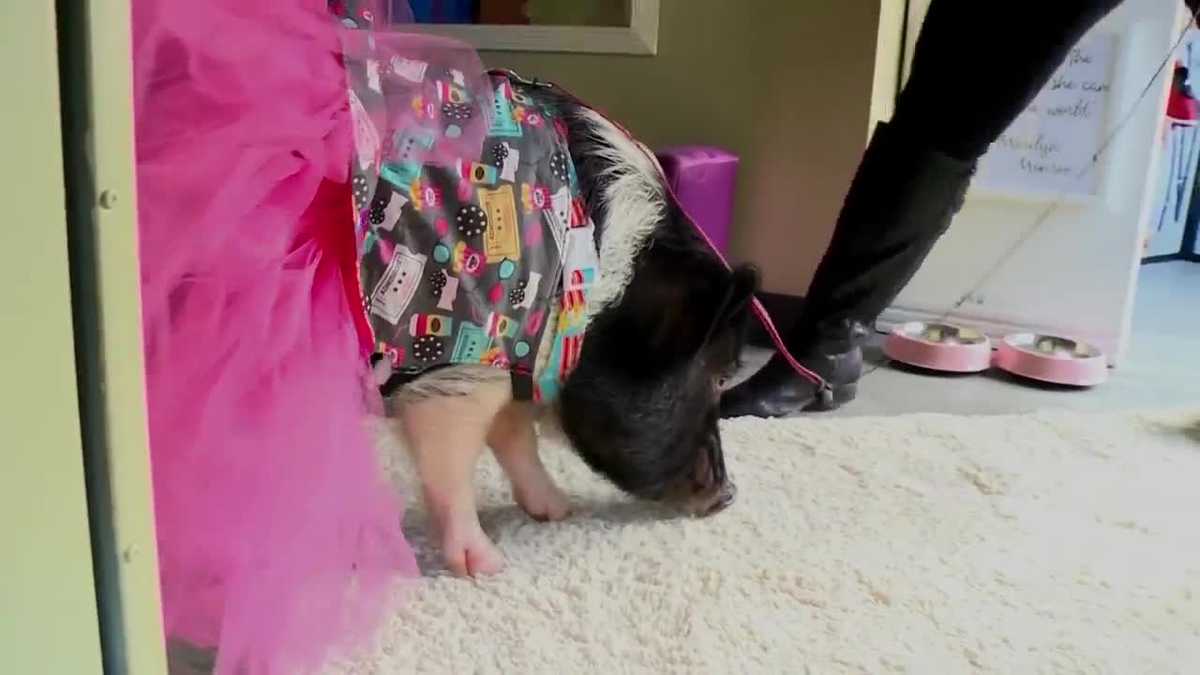 This Is Iowa: Newton's prize pig Joy is the star of the show