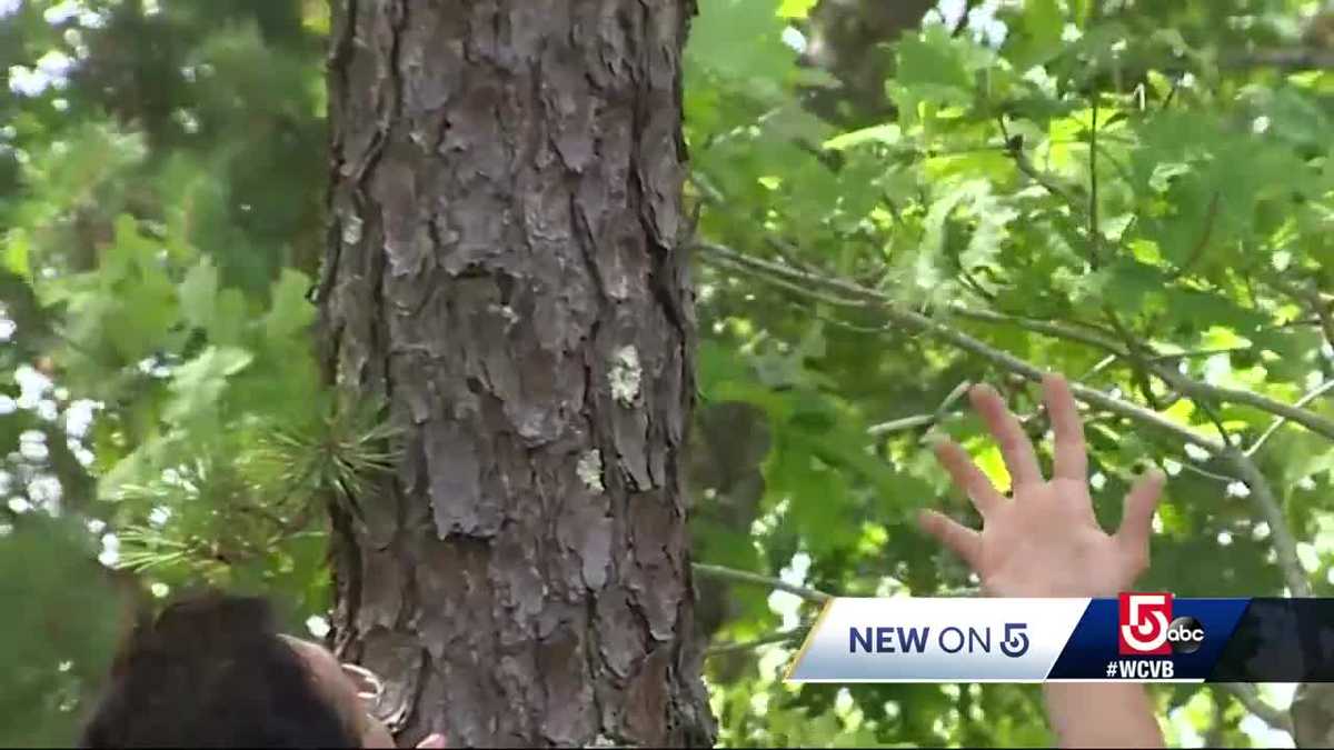 Invasive beetles wreaking havoc on Cape Cod