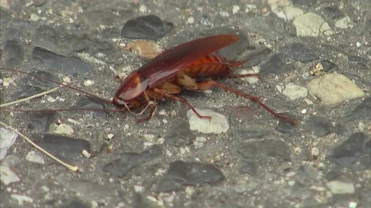 Video: Thousands of cockroaches flood Philly street