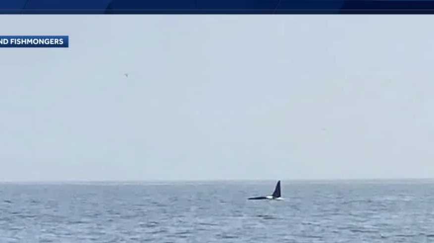 Fisherman describes spotting orca whale off Cape