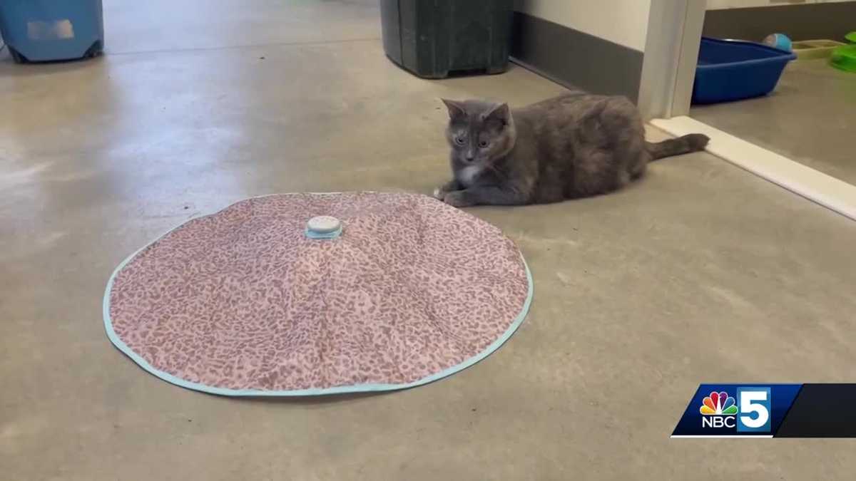Pet Connection: July 27, 2023