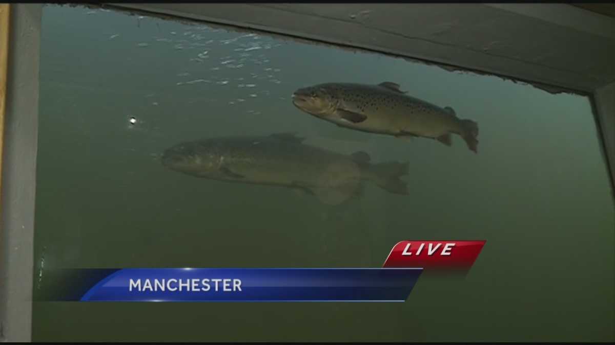 Weather Wednesday: Amoskeag Fishways Learning and Visitors Center