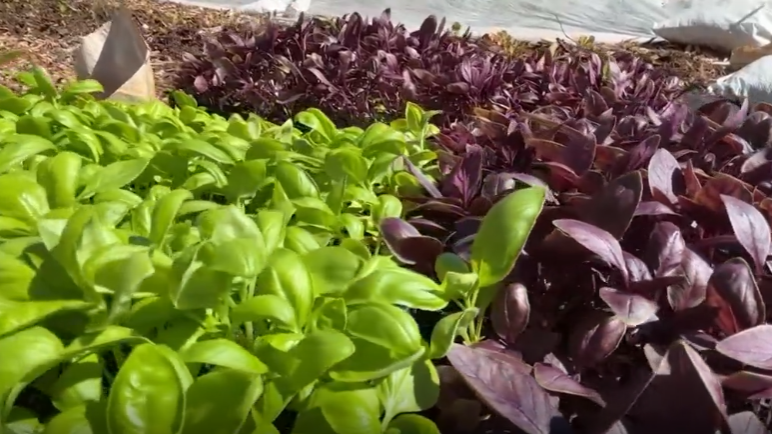 Growing your own food: Tips from an organic Mass. farm