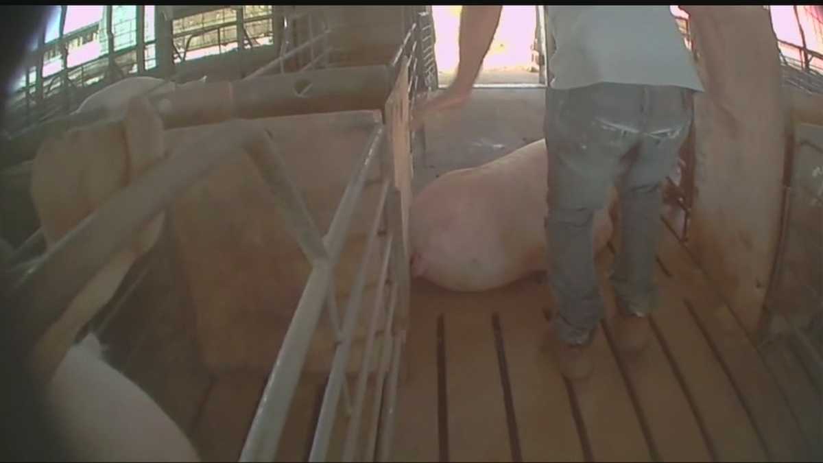 Organization reveals disturbing video at pig farm