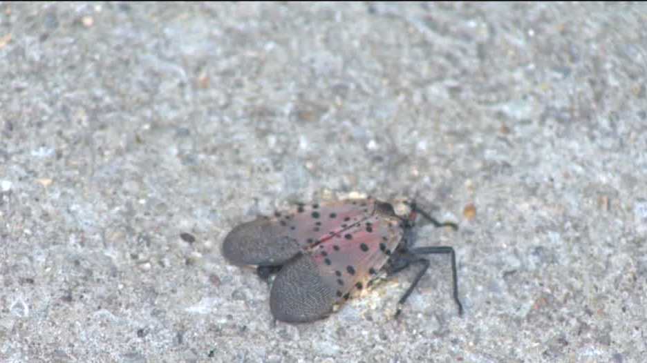 Spotted lanternflies being reported around Pittsburgh area