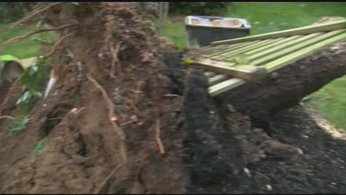 Trees uprooted from microburst