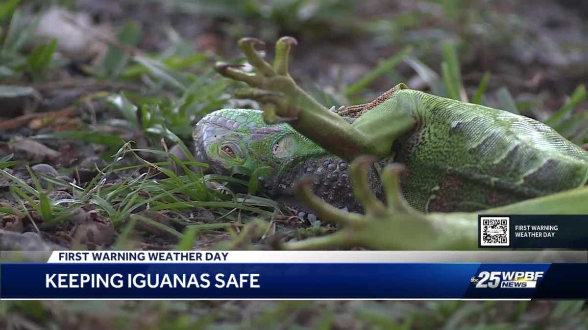 Iguanas in shock, falling from trees due to South Florida cold snap
