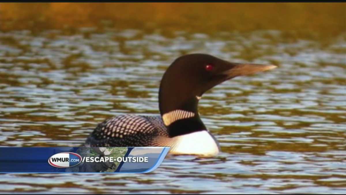 Escape Outside: Loon populations recovering