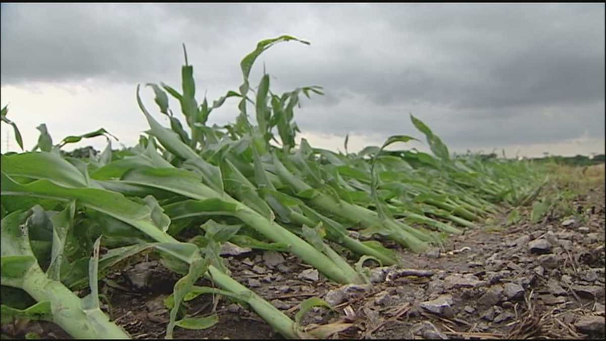 Storms flatten corn stalks, bring down large limbs