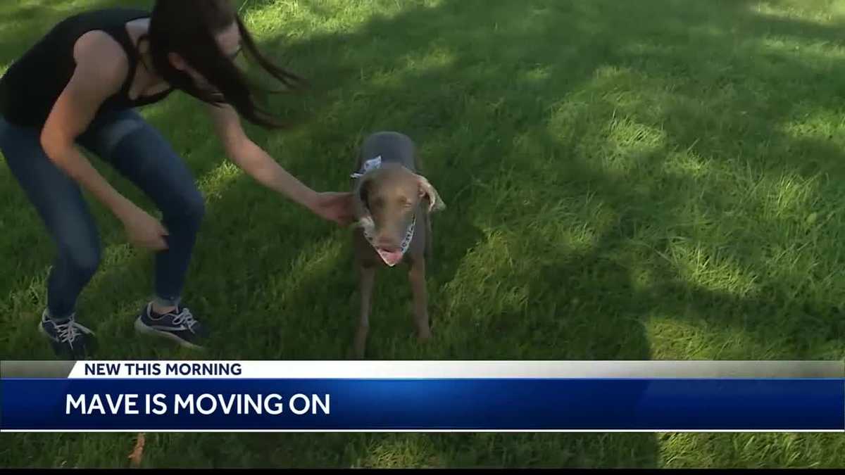 "Mave" the honorary Mavericks mascot graduating