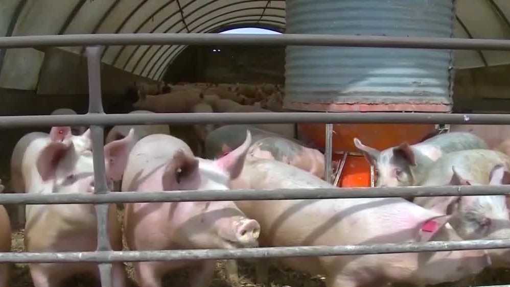 Appeal against Massachusetts pork ban gets support from 22 states