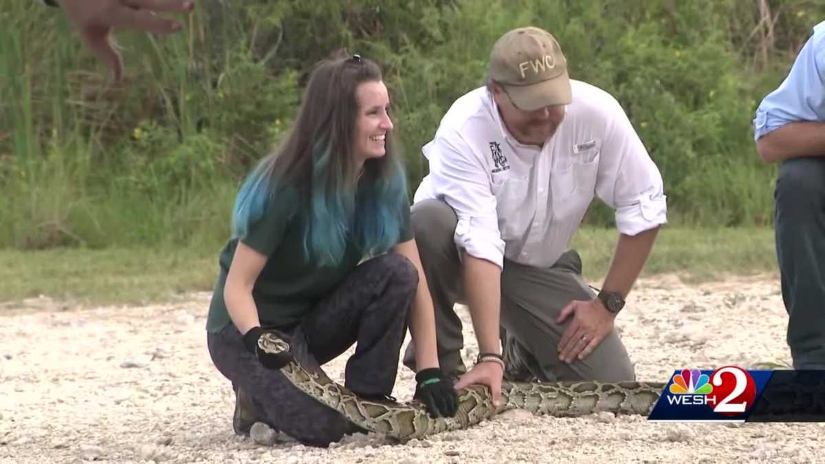 Florida python challenge underway in the Everglades