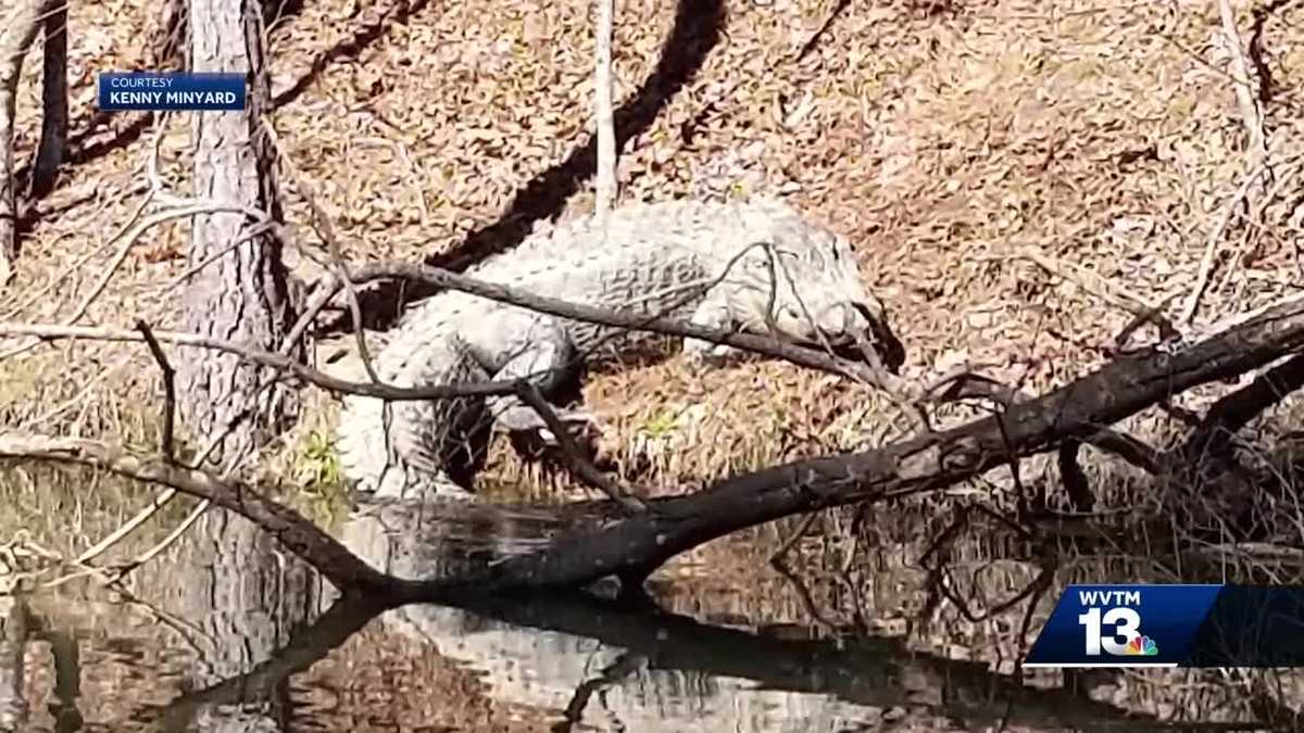 Huge gator spotted on lake in Blount County, Alabama