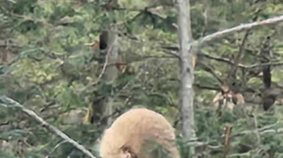 Porcupine perches in a Goffstown tree