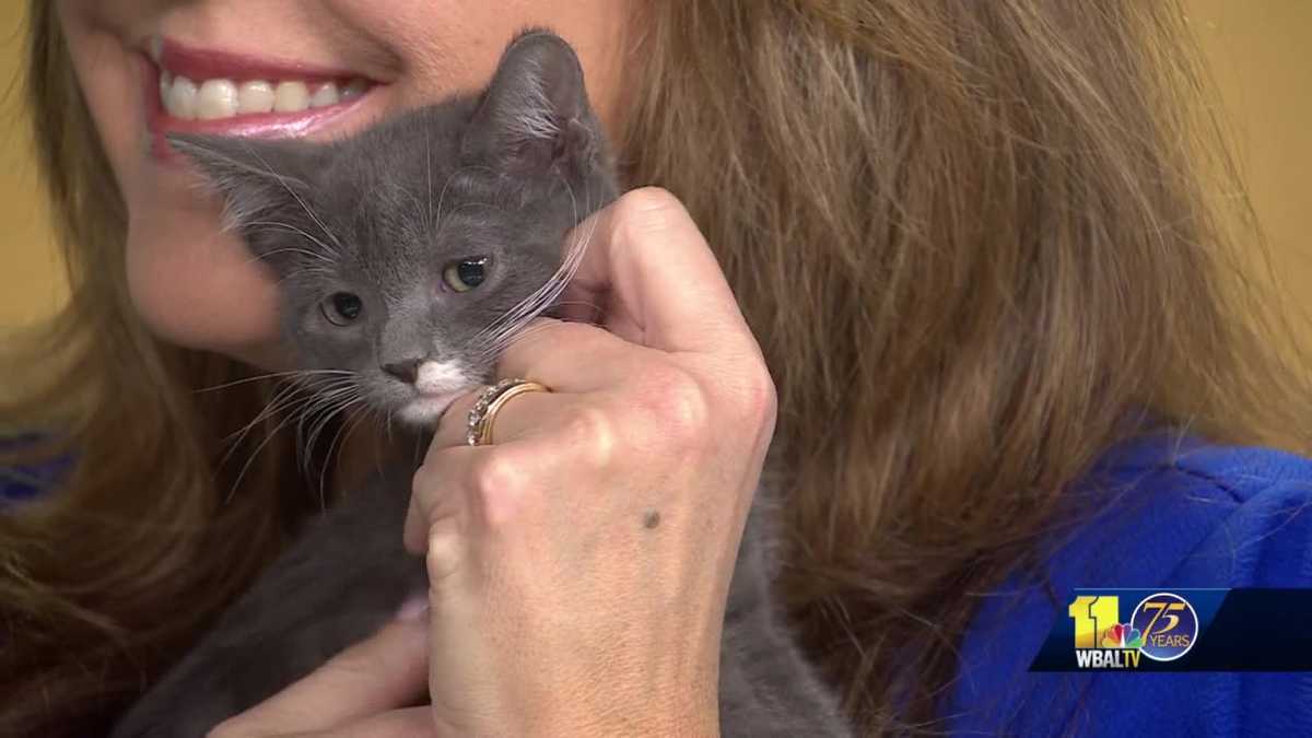 MDSPCA kitties need a new home