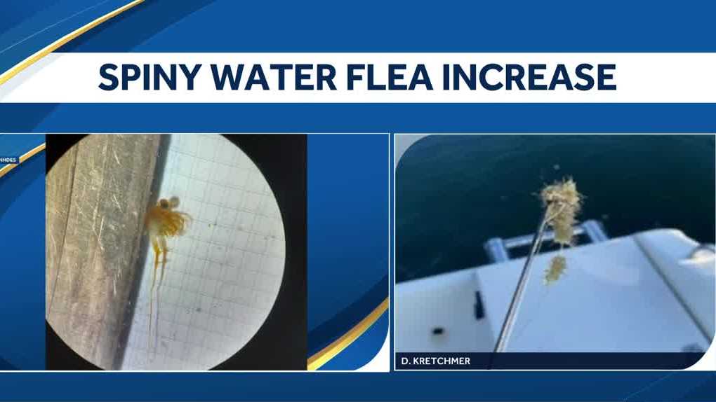 Spiny water flea reports on rise in Lake Winnipesaukee