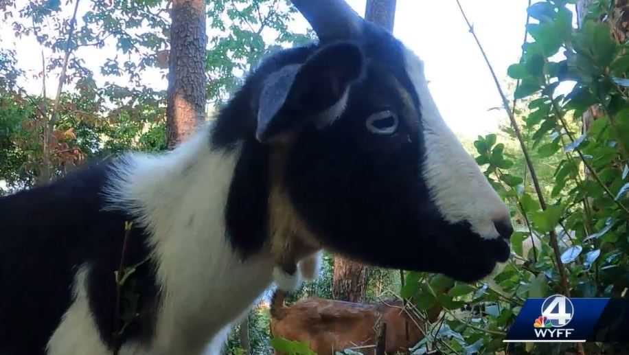 South Carolina: 'Goatscaping' helps ease spread of invasive plant