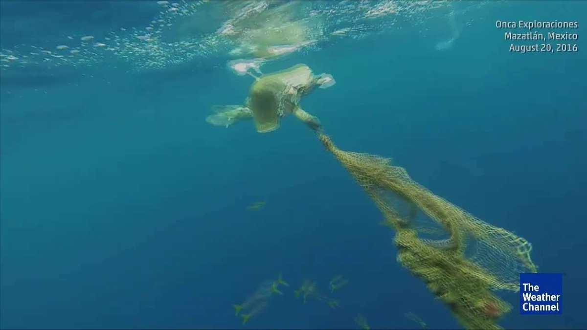 Turtle Caught in Fishing Net Freed