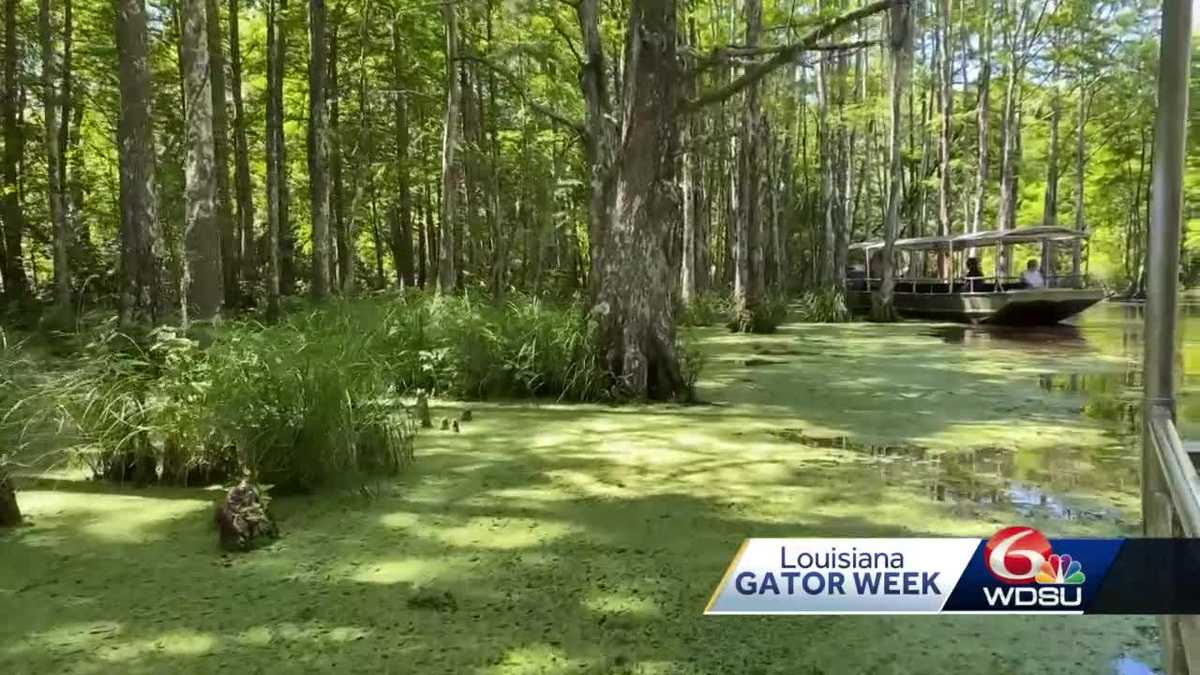 Louisiana makes money off alligators for tourism
