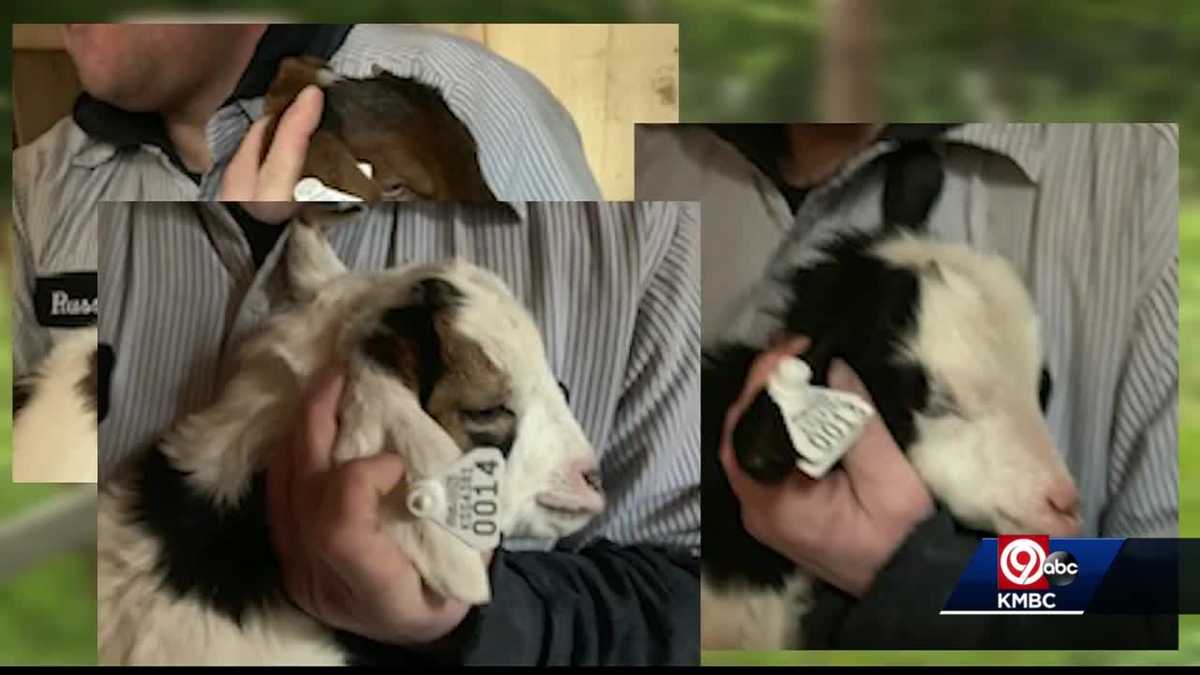 KCK family says 8 of their goats were beaten to death