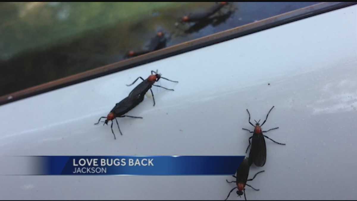 Love Bugs Are Back