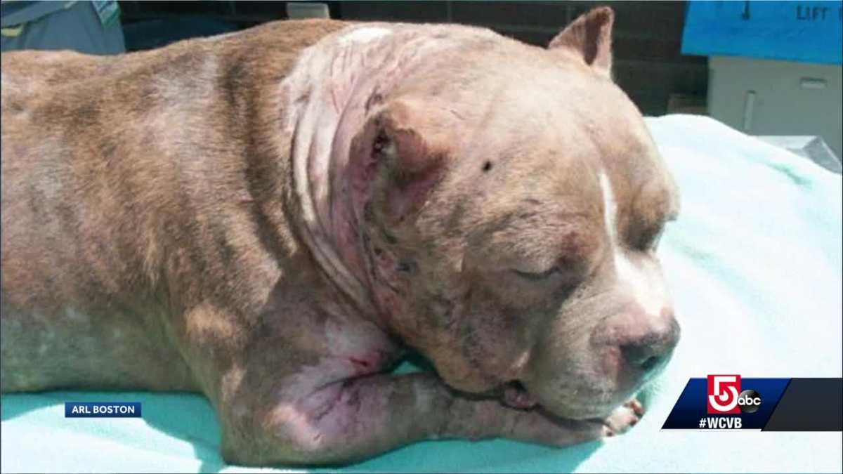 Animal cruelty suspect misses court appearance