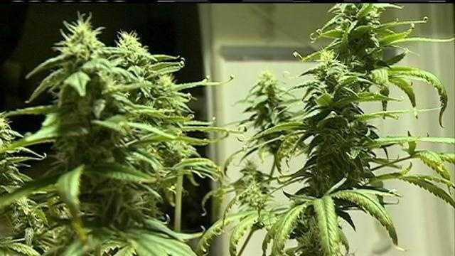 Deputies uncover pot growing operation in Papillion, Neb. - KETV