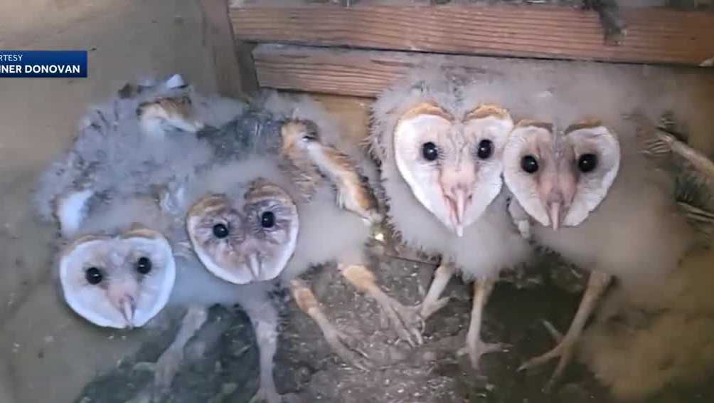 Endangered 'ghost' owls spotted in Madison County