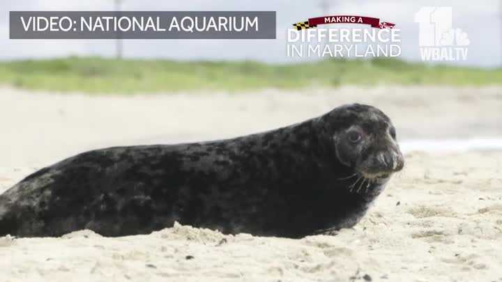Rehabilitated rescue seal Albert Einstein released at beach