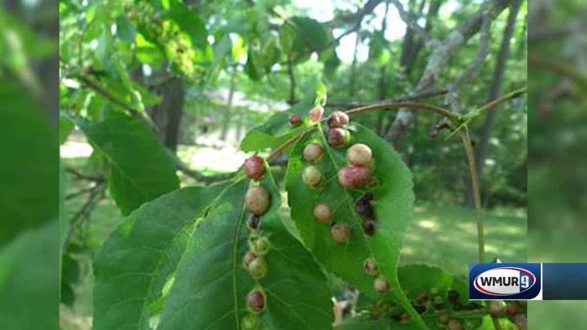 Grow it Green: Galls