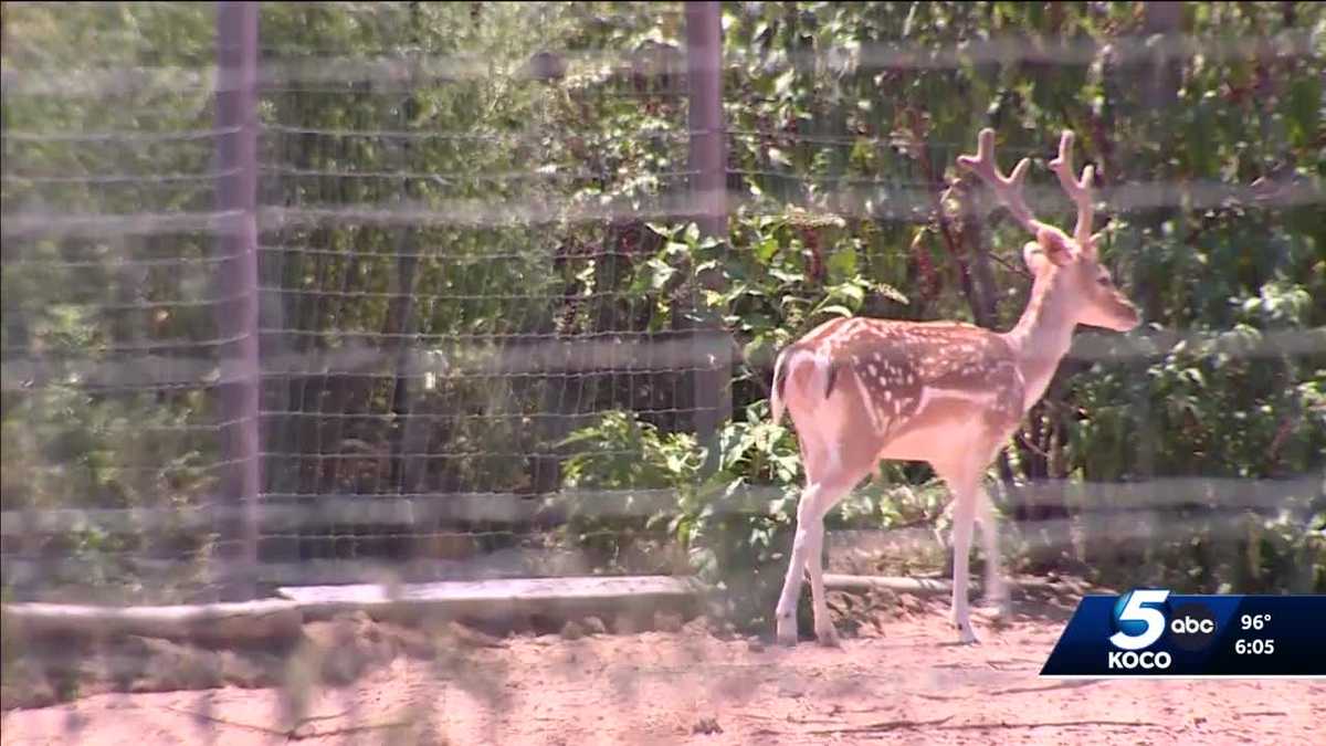 Fire forces Oklahoma animal sanctuary to release exotic animals