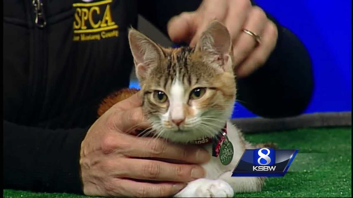 Pet of the Week: Arya the Cat