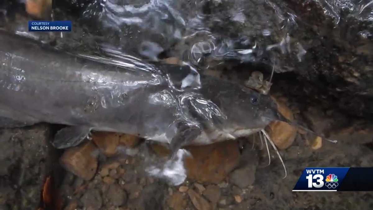 "Black Warrior Riverkeeper" investigating hundreds of dead fish